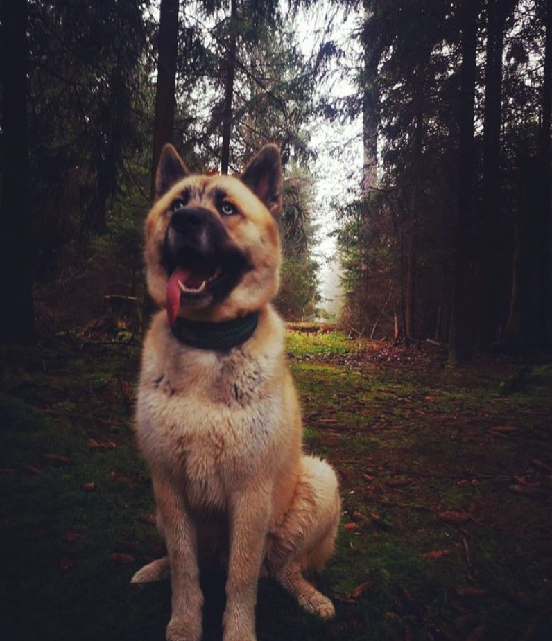 Tout savoir sur le Akita croisé Eurasier (avec photos)