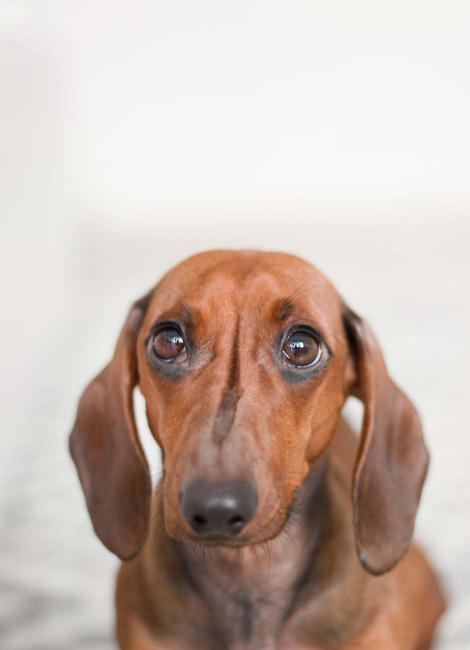 Peut-on donner du Gaviscon à un chien